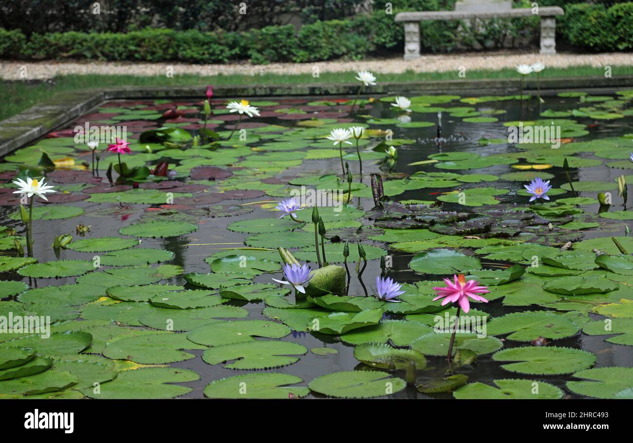 The pool with water lilies Stock Photo - Alamy