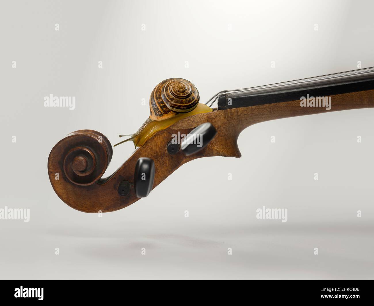 Close-up of a snail on a violin Stock Photo - Alamy