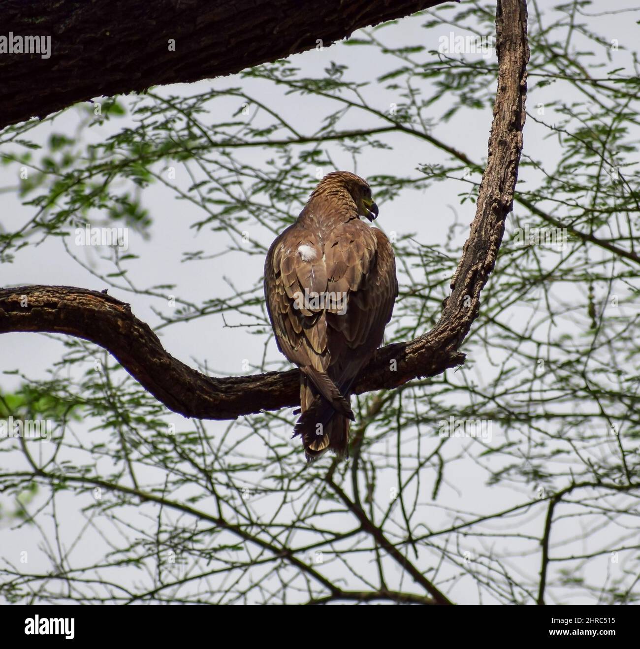 Rear view of an eagle sitting on a branch, India Stock Photo - Alamy