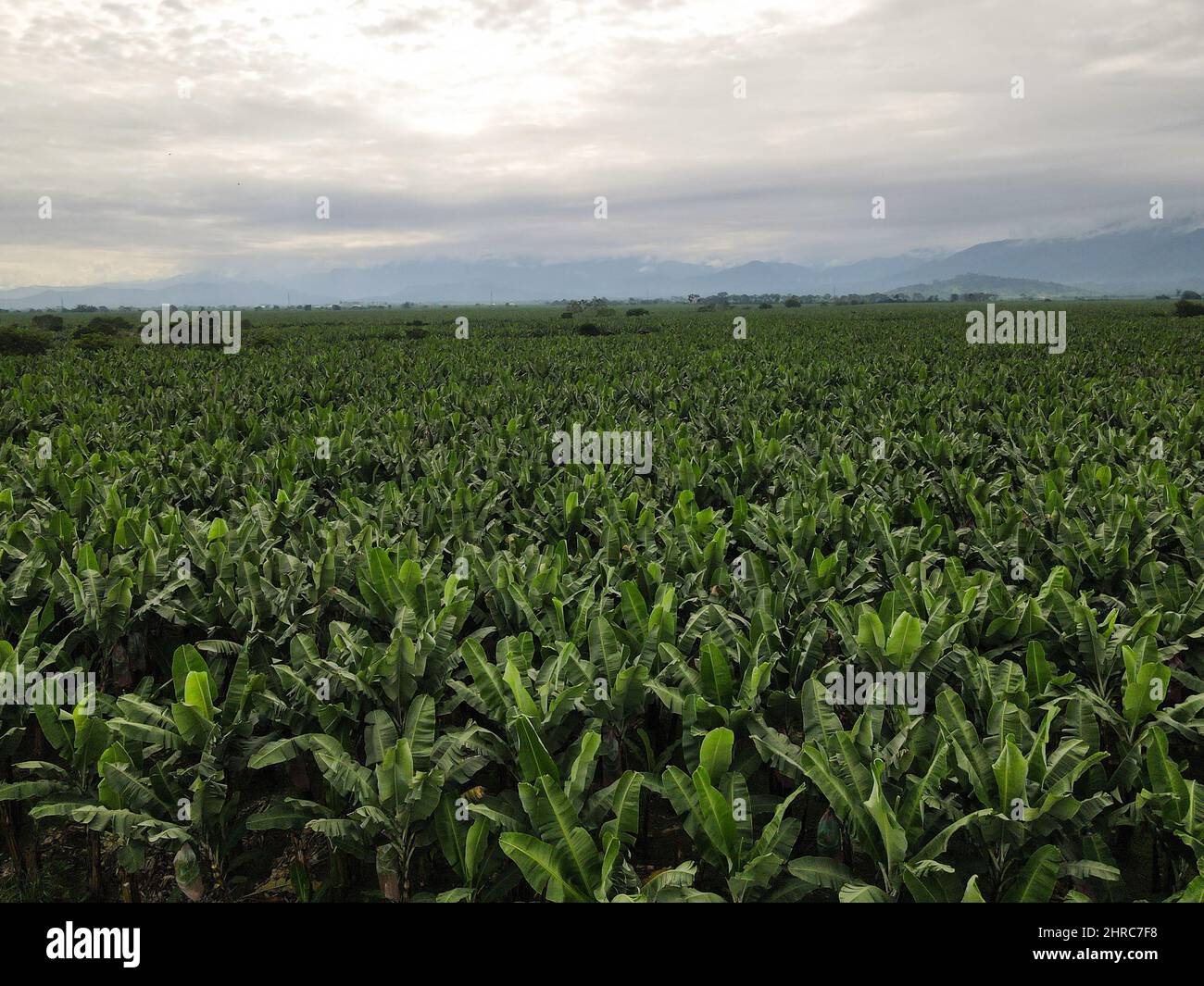 Machala, Ecuador. 23rd Feb, 2022. Banana trees grow on the estate "La ...