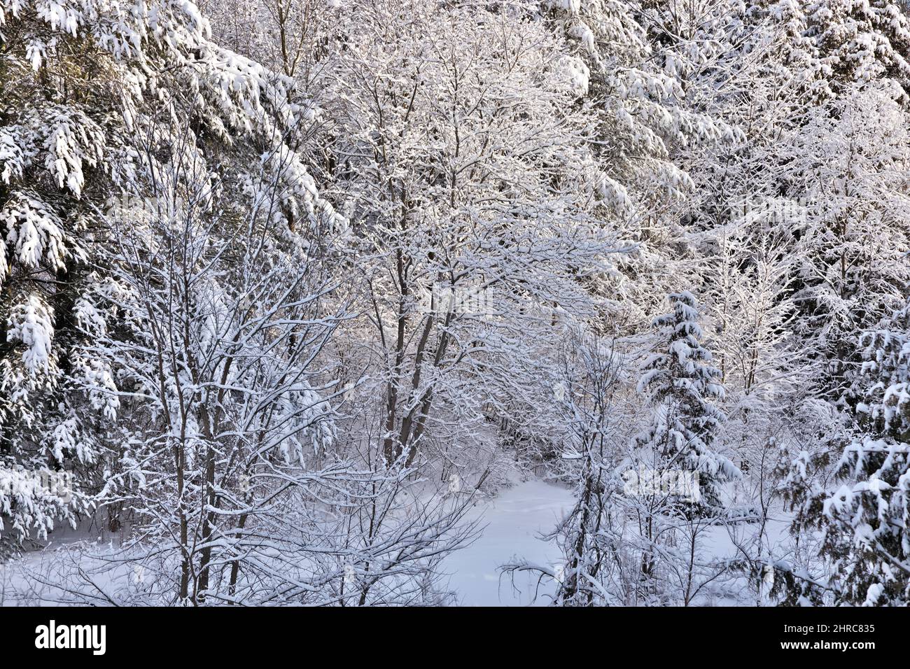 Beautiful Winter Forest With Trees Covered in Fresh Snowfall That ...