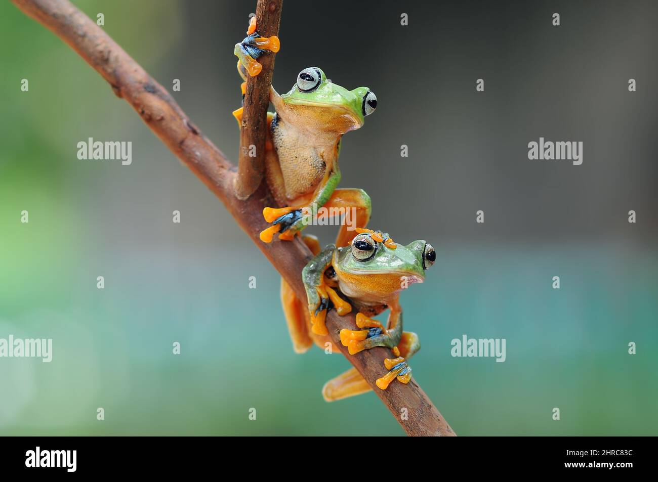 Close-up of two frogs sitting side by side on a branch, Indonesia Stock ...