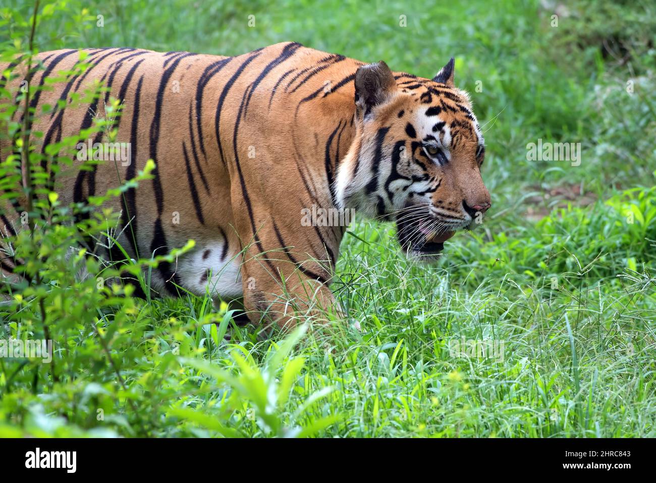 Bengal tiger snarling hi-res stock photography and images - Alamy