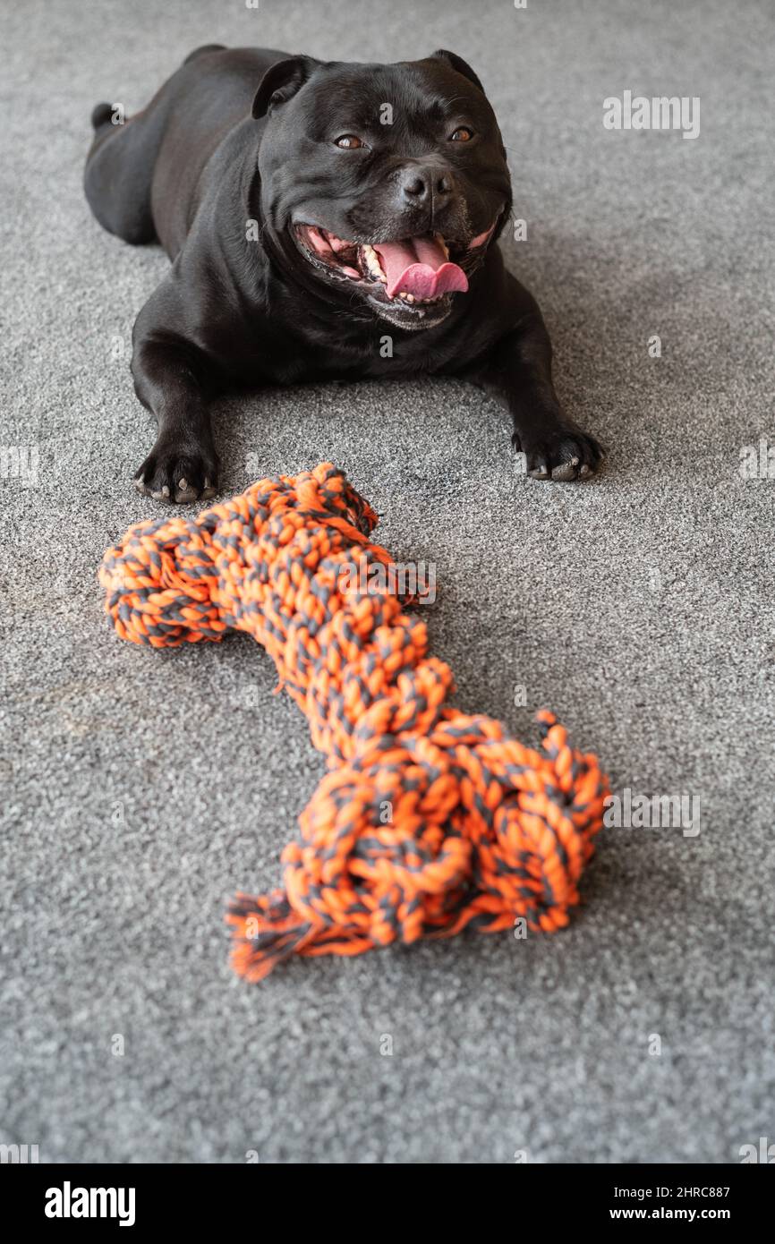 Smiling staffordshire bull terrier hi-res stock photography and images ...