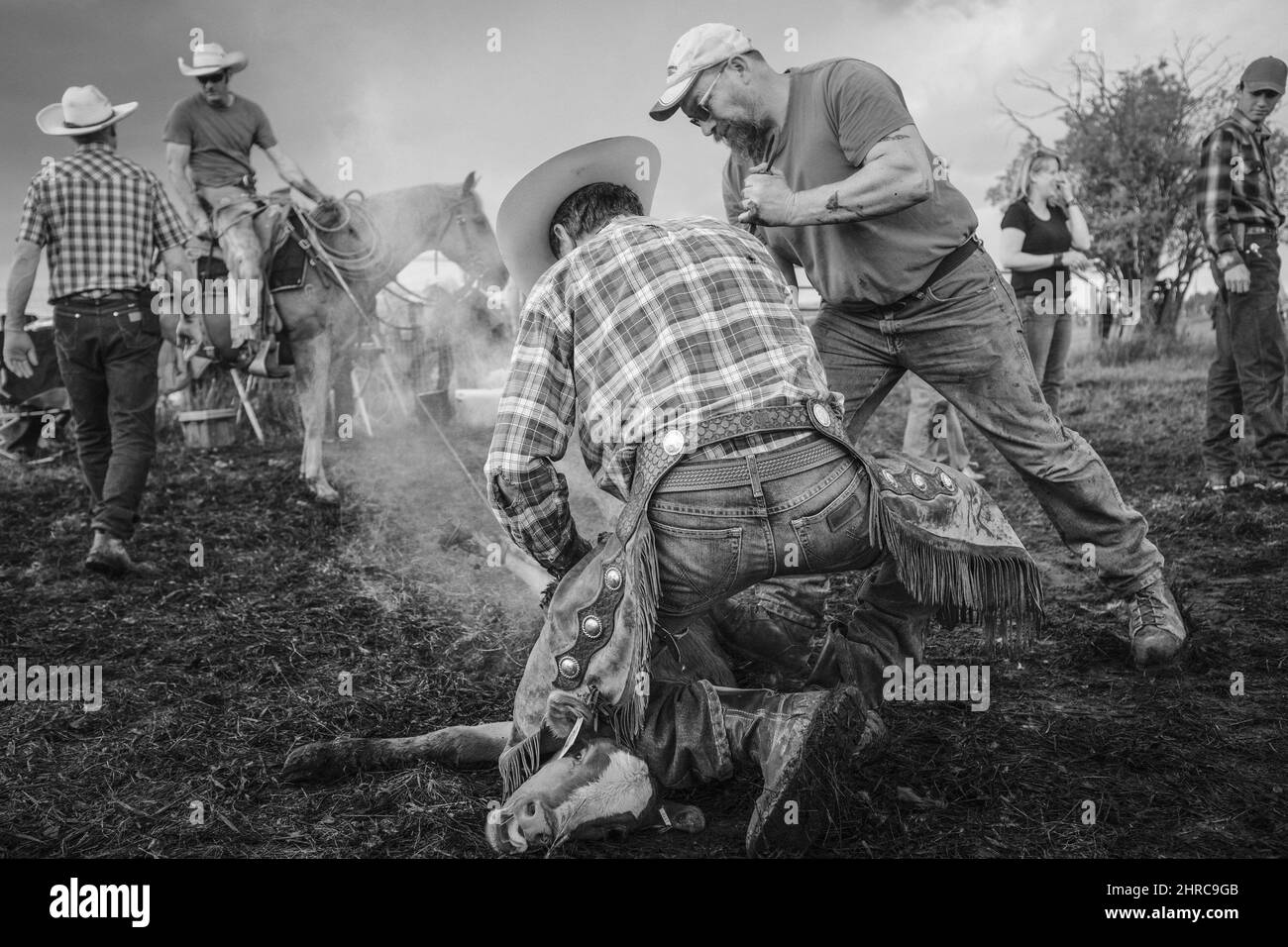 A calf is hot branded at a branding on a family farm near Cremona, Alta ...