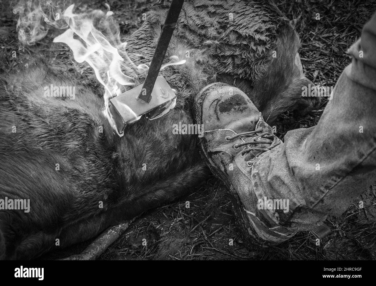 The fur of a calf flares up as it is hot branded at a branding on a ...