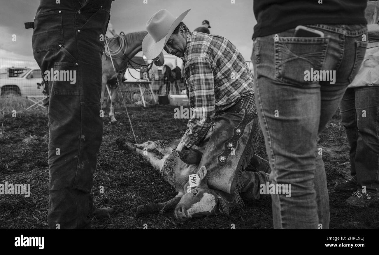 Chris Montgomery immobilizes a calf to at a branding on a family farm ...