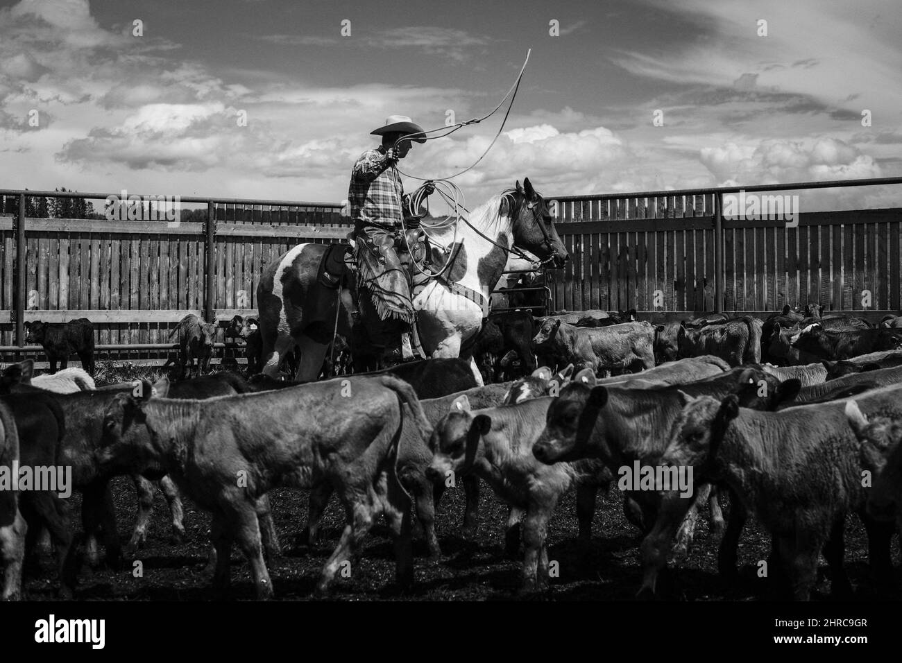 Chris Montgomery selects a calf to rope at a branding on a family farm ...