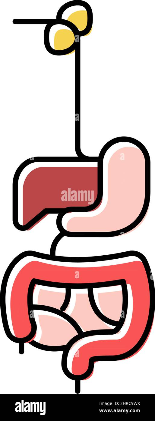 digestive system color icon vector illustration Stock Vector Image ...