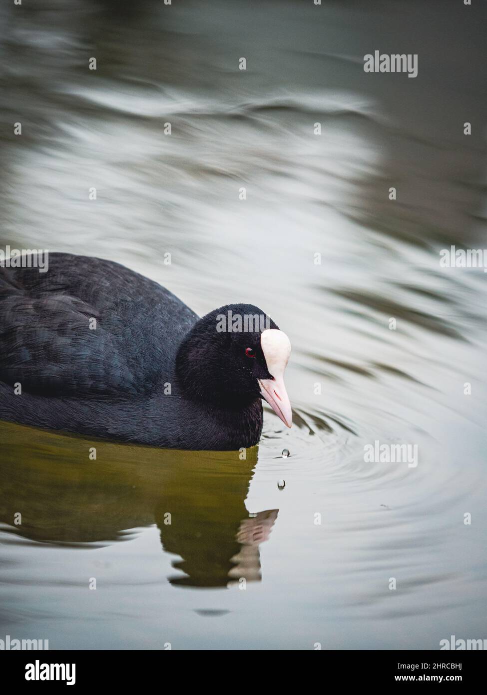 Vertical shot of a Eurasian coot swimming on the water Stock Photo - Alamy