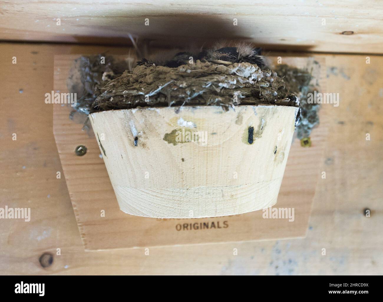 A young Barn Swallow is shown in its nest in a custom built Barn ...