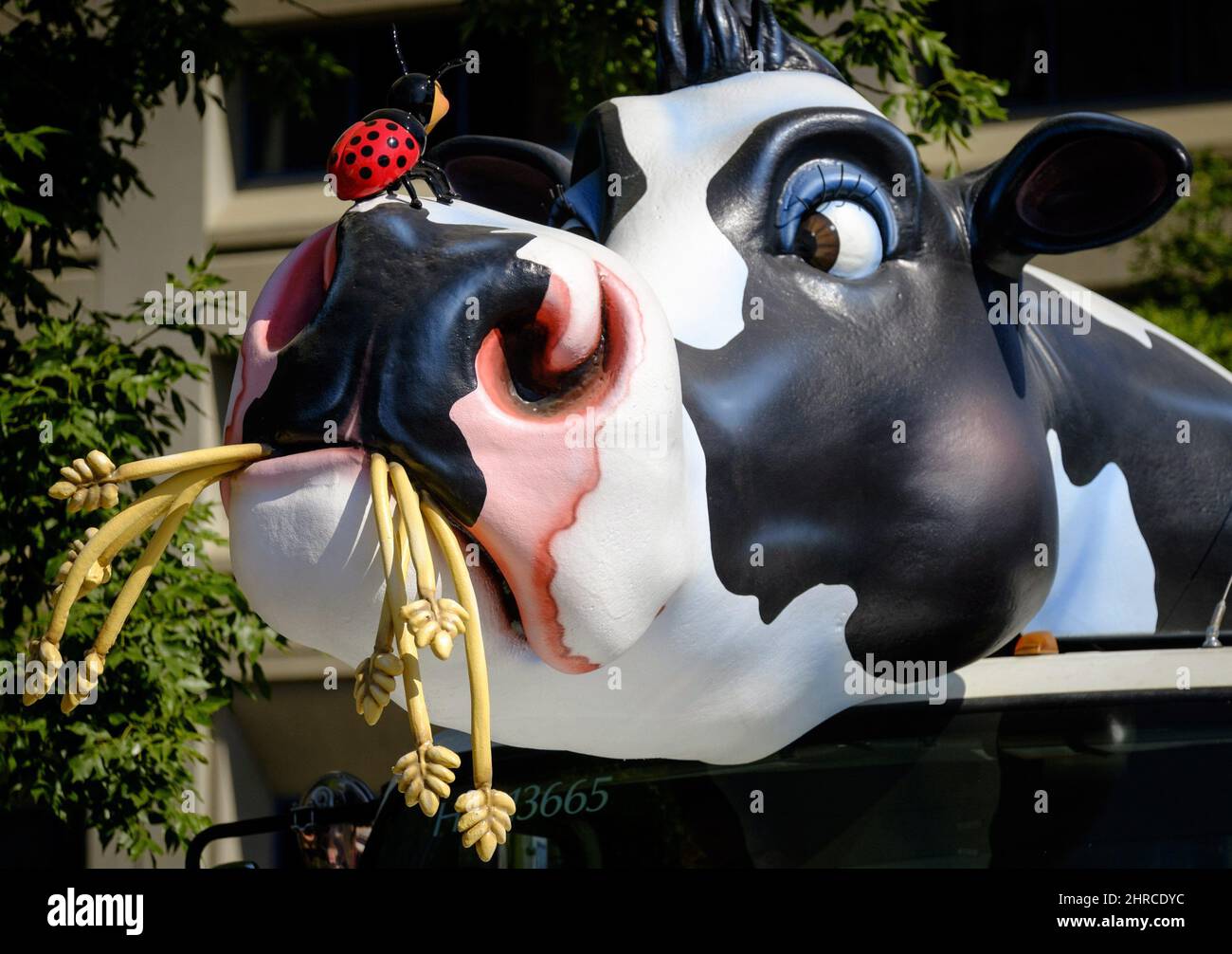 The head of a cow appears to stare at a ladybug as part of a float ...