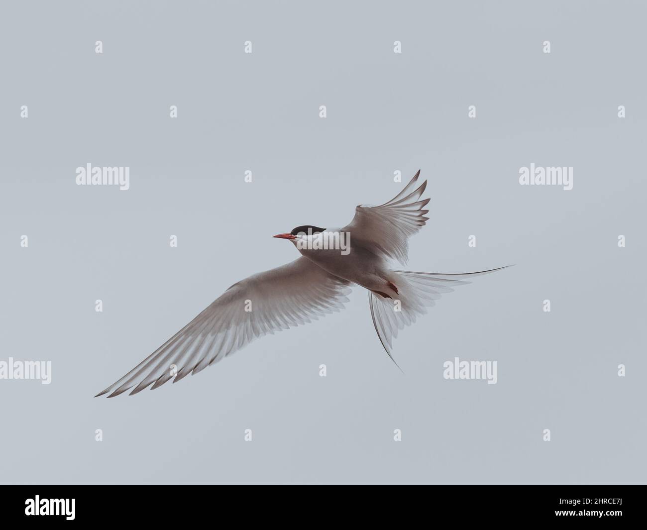 Beautiful sternidae bird flying hi-res stock photography and images - Alamy