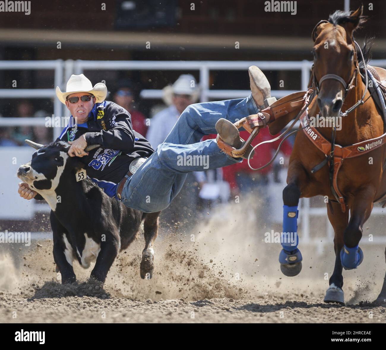 Josh Peek, from Pueblo, Colorado, wrestles a steer during rodeo action ...