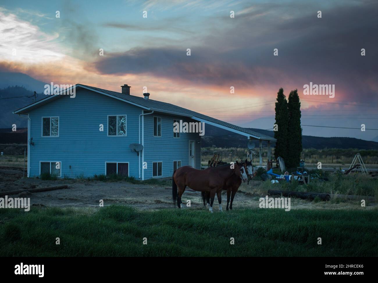Horses that survived a wildfire stand outside a neighbouring home to ...