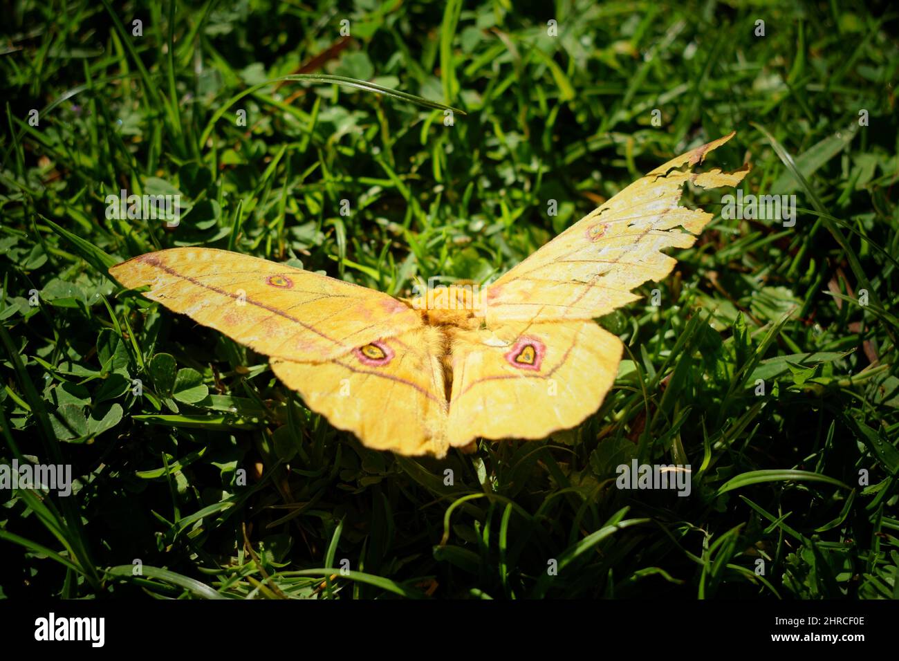 Japanese silk moth hi-res stock photography and images - Alamy