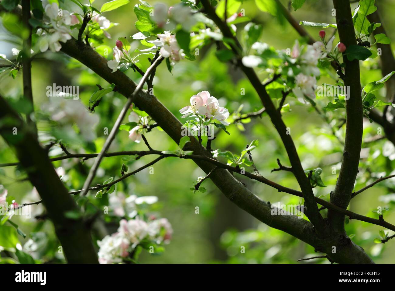 Beautifully blooming trees in spring in suburban wild gardens Stock ...