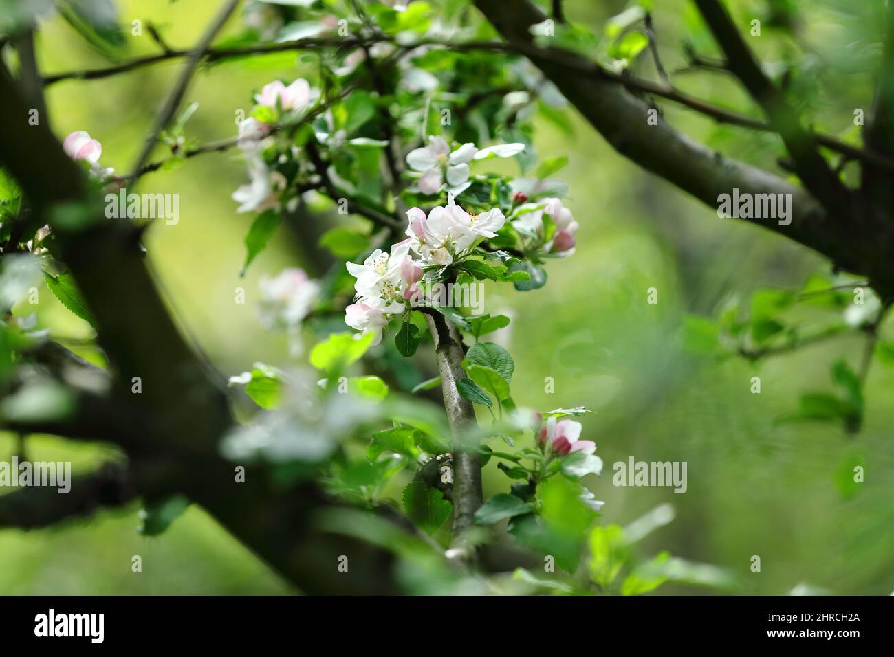 Beautifully blooming trees in spring in suburban wild gardens Stock ...