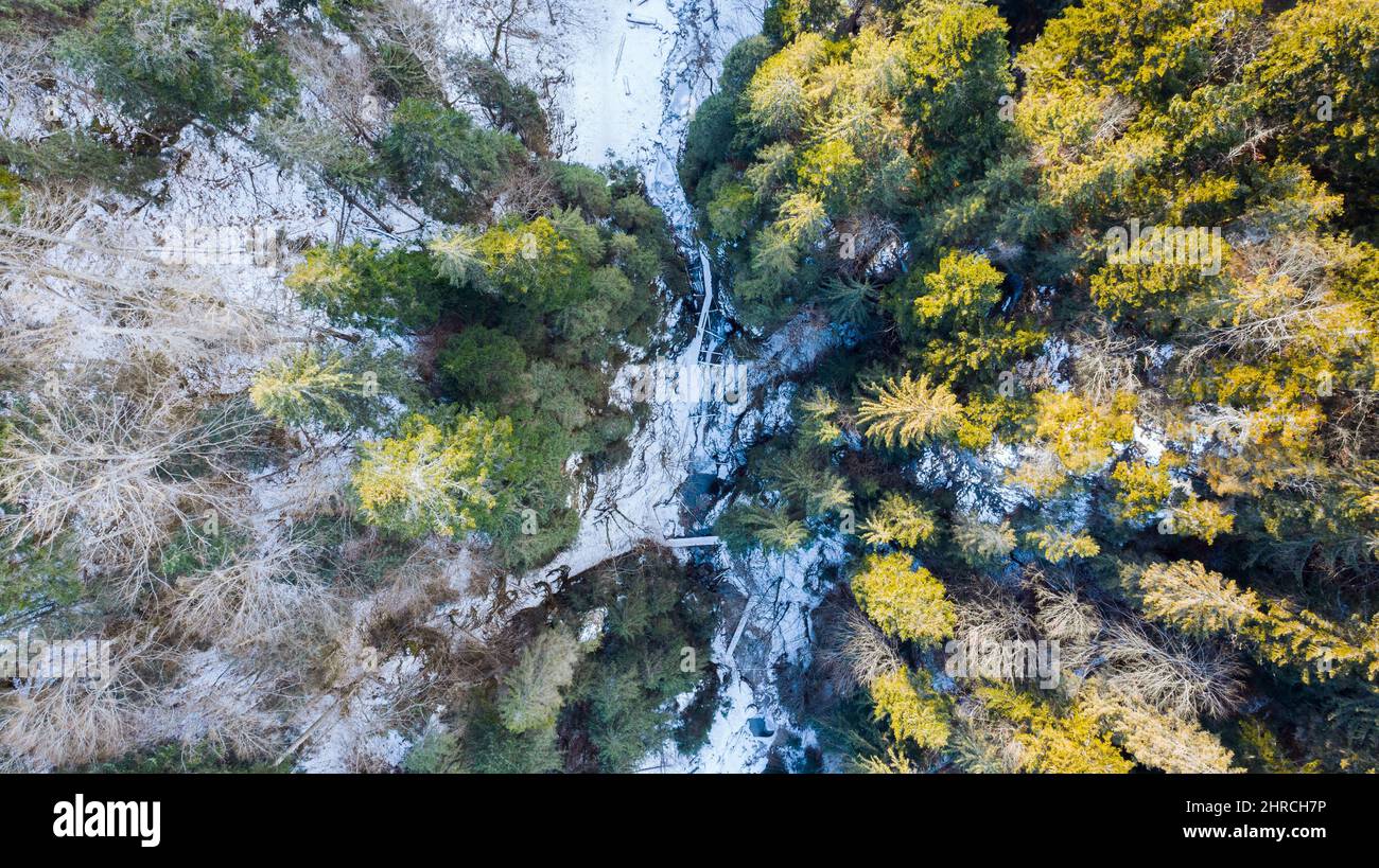 Bird's eye view of the winter forest with evergreen trees Stock Photo ...