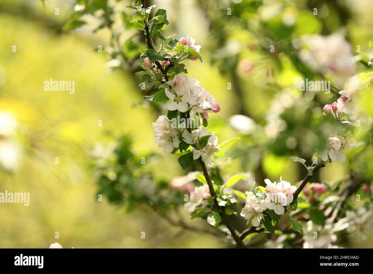 Beautifully blooming trees in spring in suburban wild gardens Stock ...