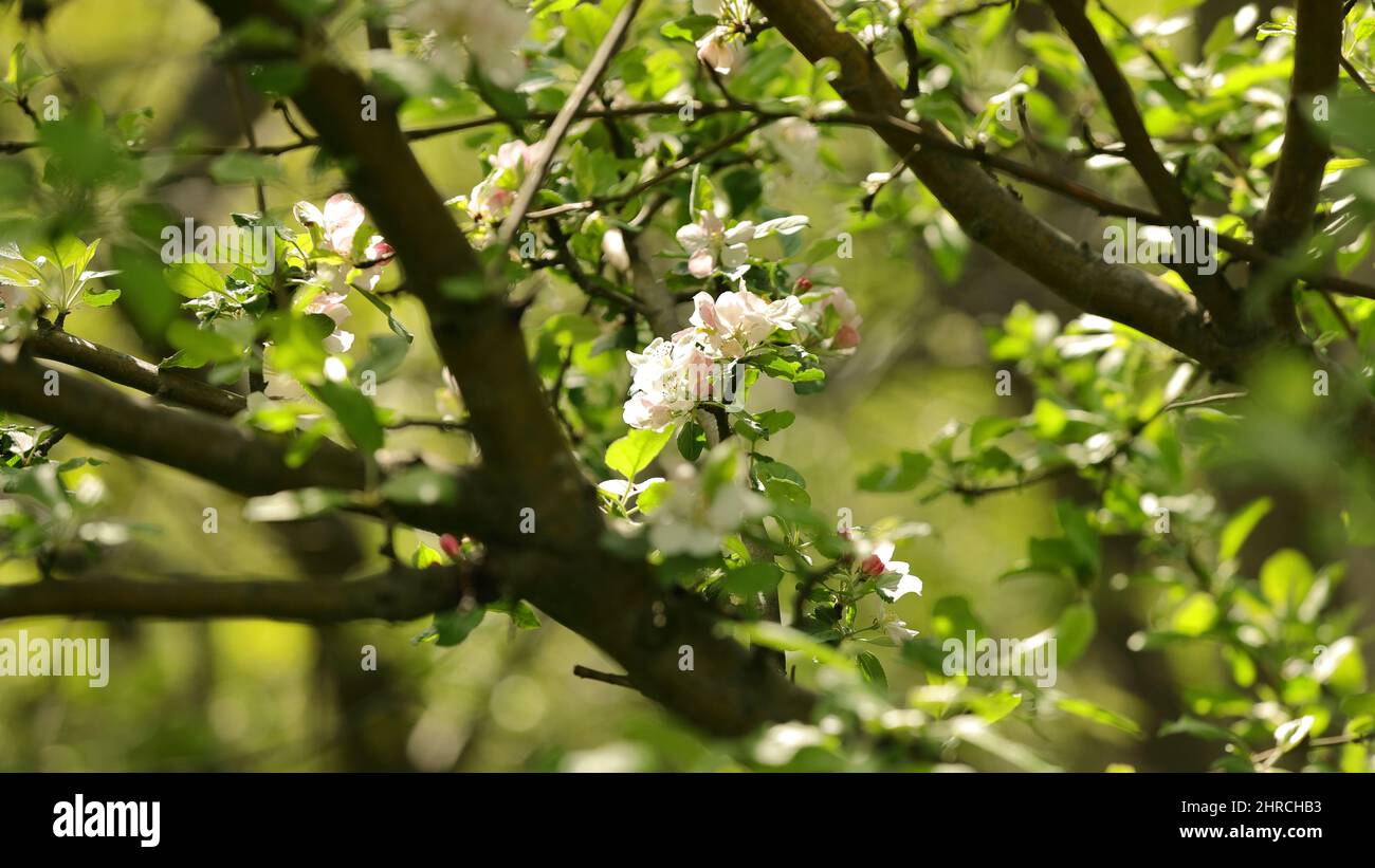Beautifully blooming trees in spring in suburban wild gardens Stock ...