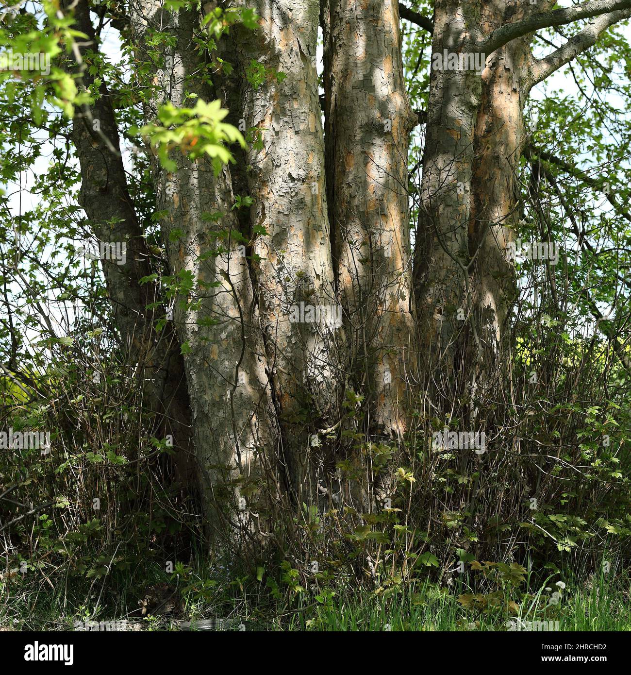 The old giant tree Stock Photo - Alamy