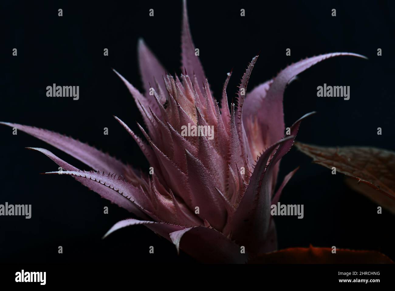 Closeup shot of a blooming pink Aechmea floweer Stock Photo - Alamy