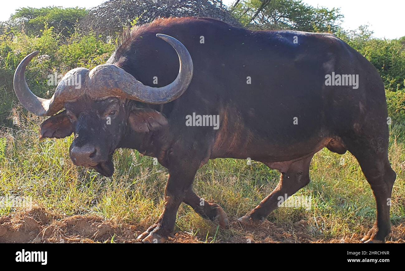 African buffalo antlers hi-res stock photography and images - Alamy