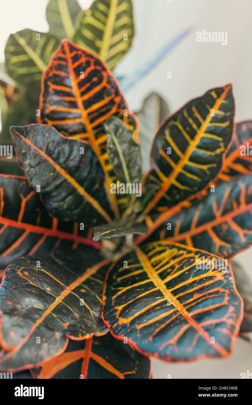 Vertical shot of an exotic Codiaeum plant with green and yellow leaves ...
