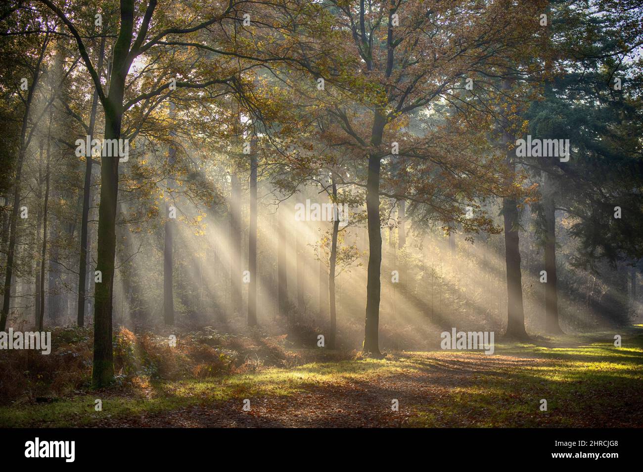 Beautiful view of a lightrays in a forest with trees and grassland ...