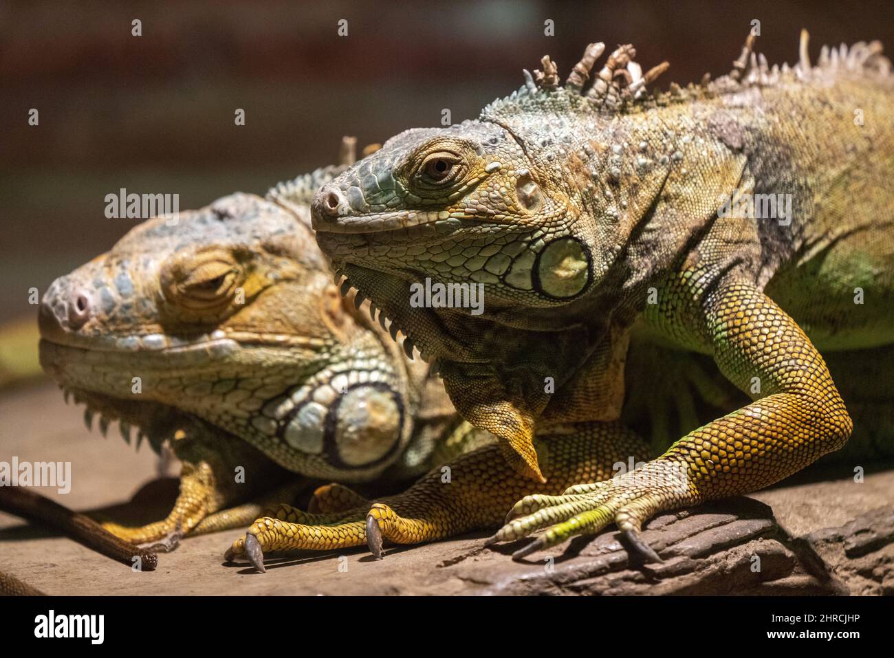 Leopard iguanas hi-res stock photography and images - Alamy