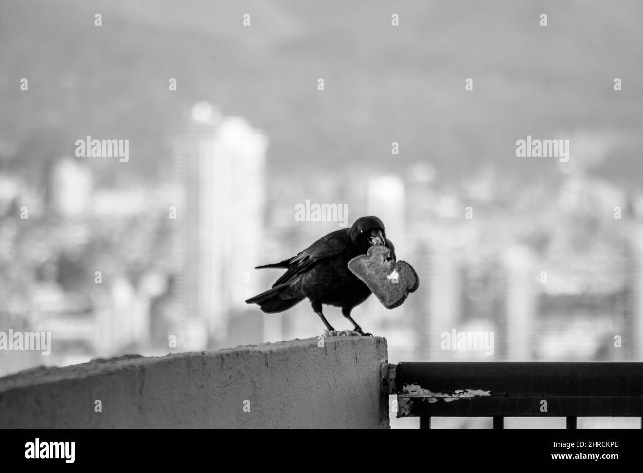 Grayscale of a crow on a wall Stock Photo - Alamy