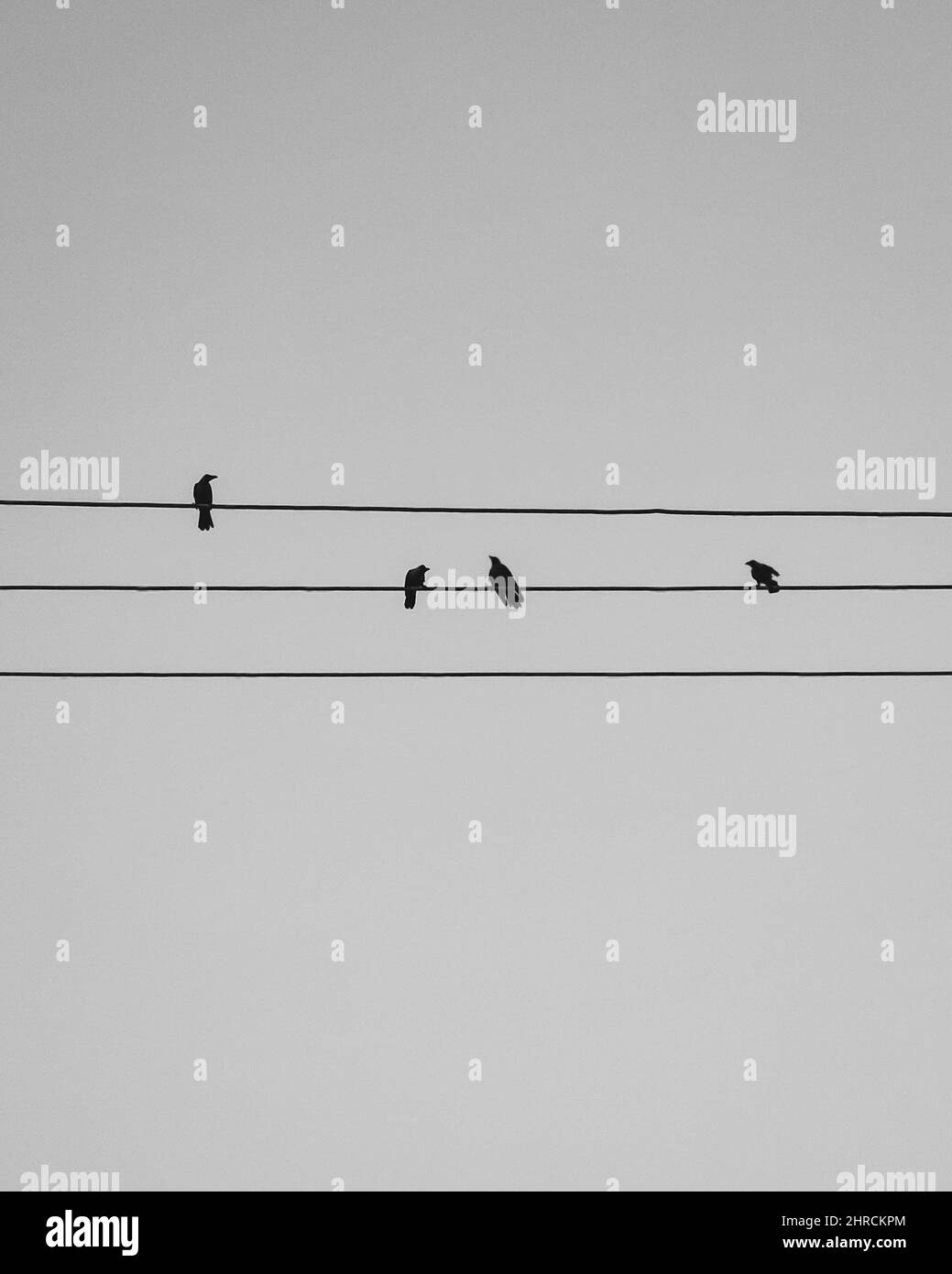 Vertical grayscale shot of the crows perched on the electrical cords ...