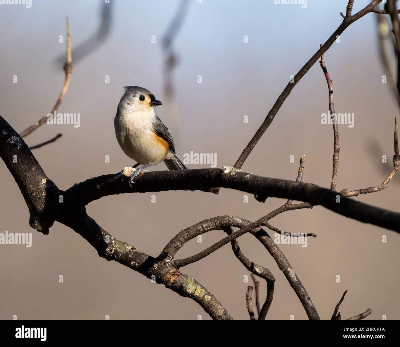 Titmouse with peanut hi-res stock photography and images - Alamy