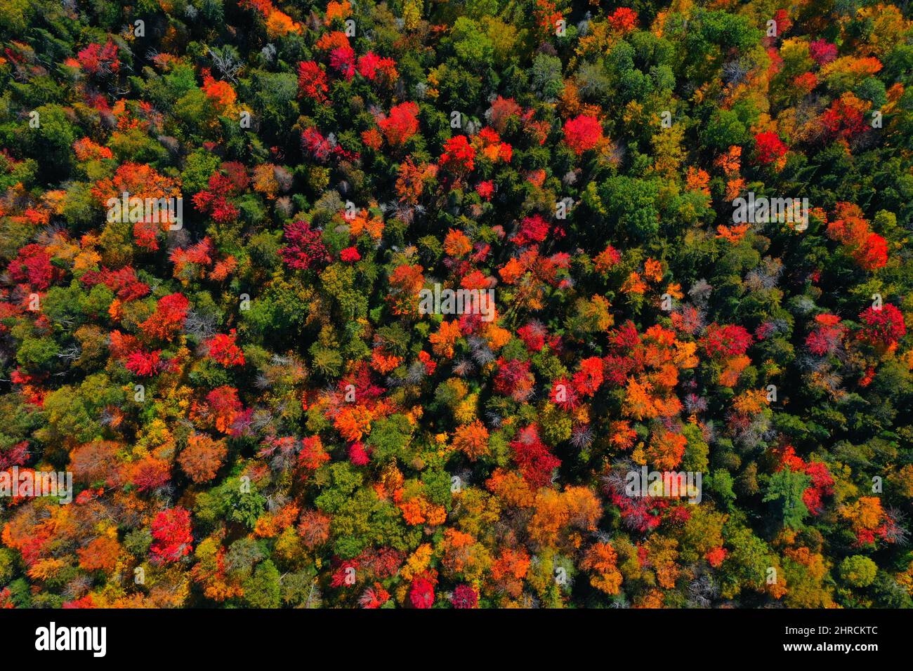 Bird's eye view of the forest with colorful trees Stock Photo - Alamy