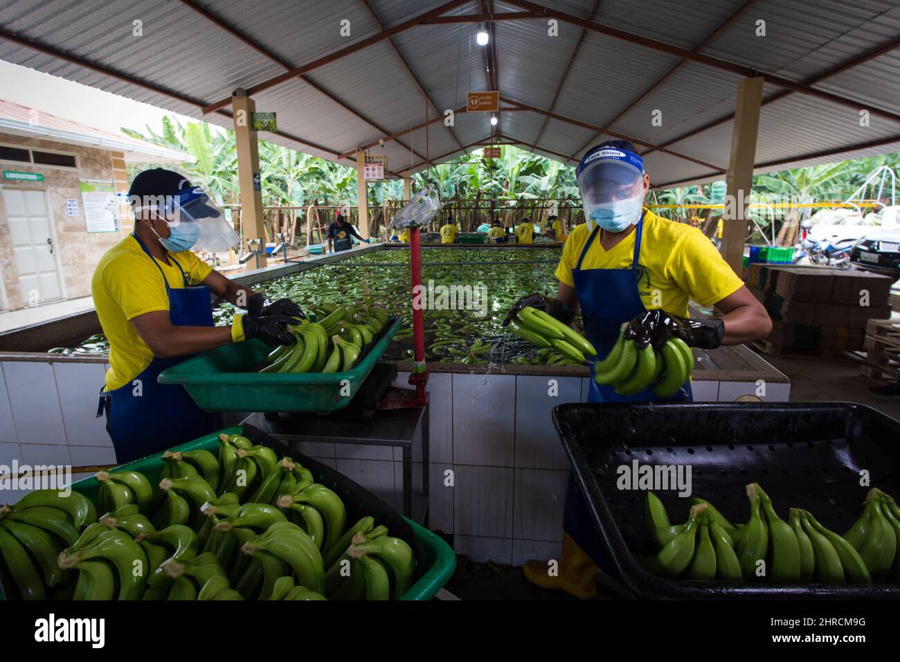 Banana production in ecuador hi-res stock photography and images - Alamy