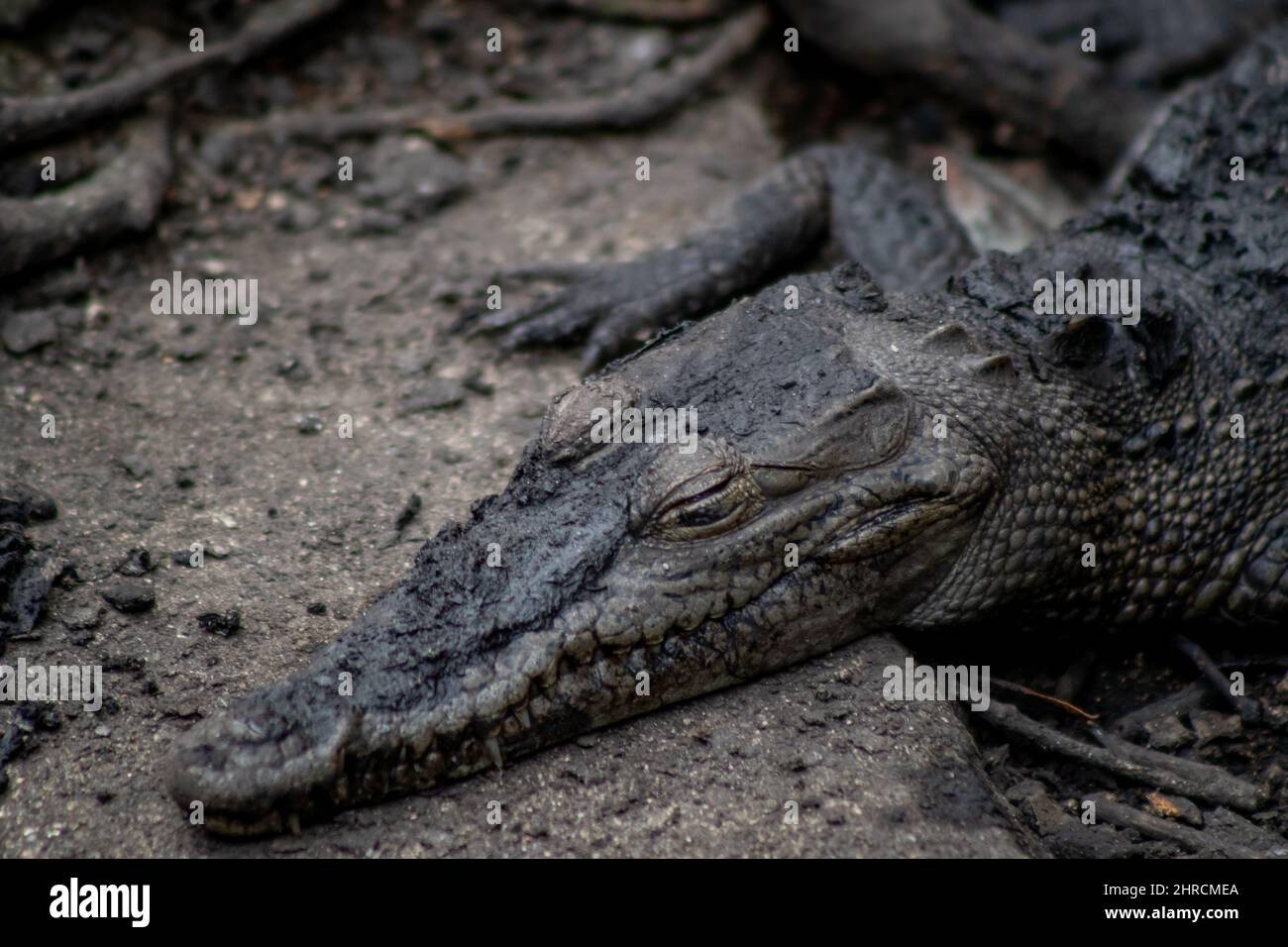 Mexico alligator crocodile hi-res stock photography and images - Alamy