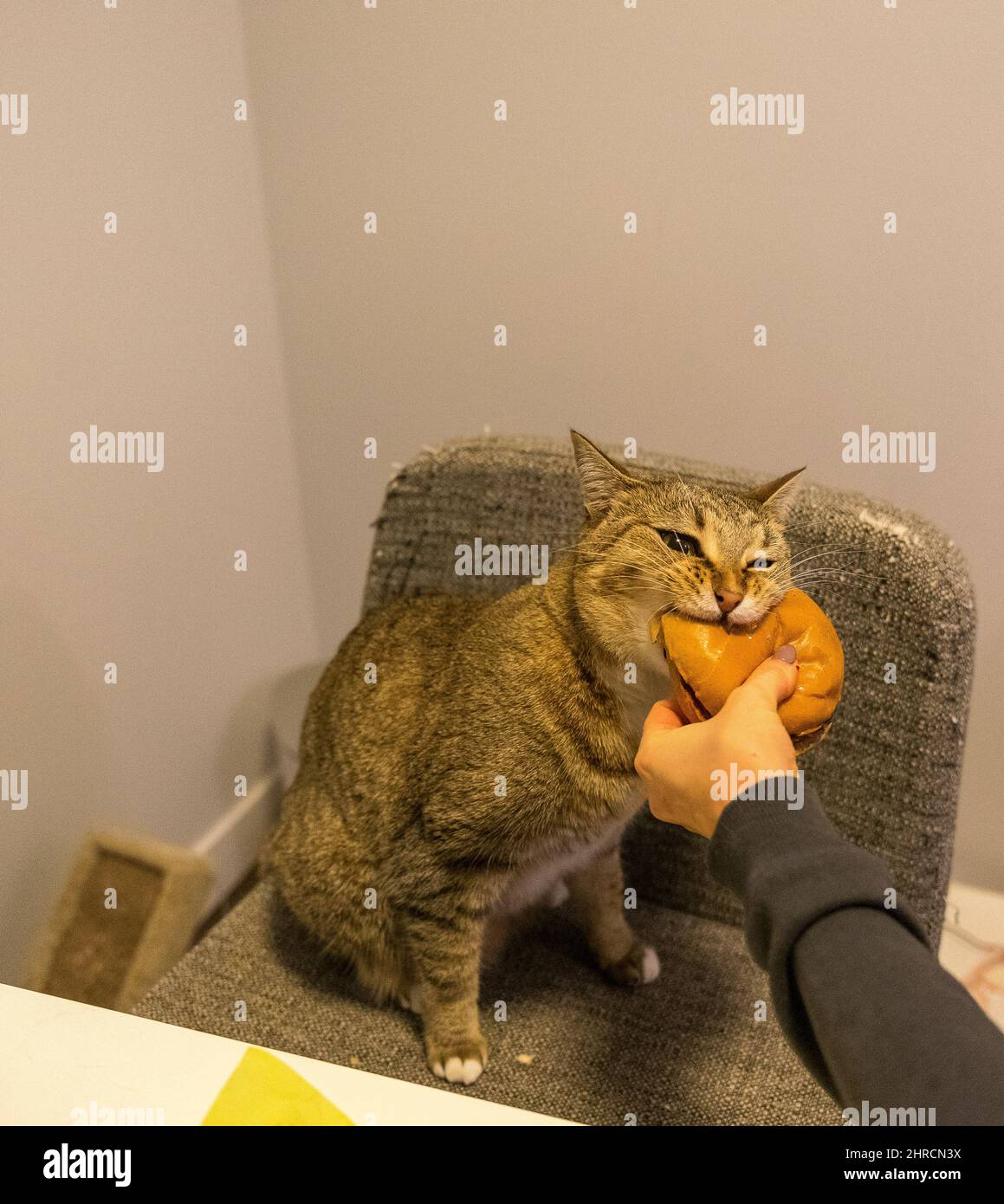 Cat burger hi-res stock photography and images - Alamy