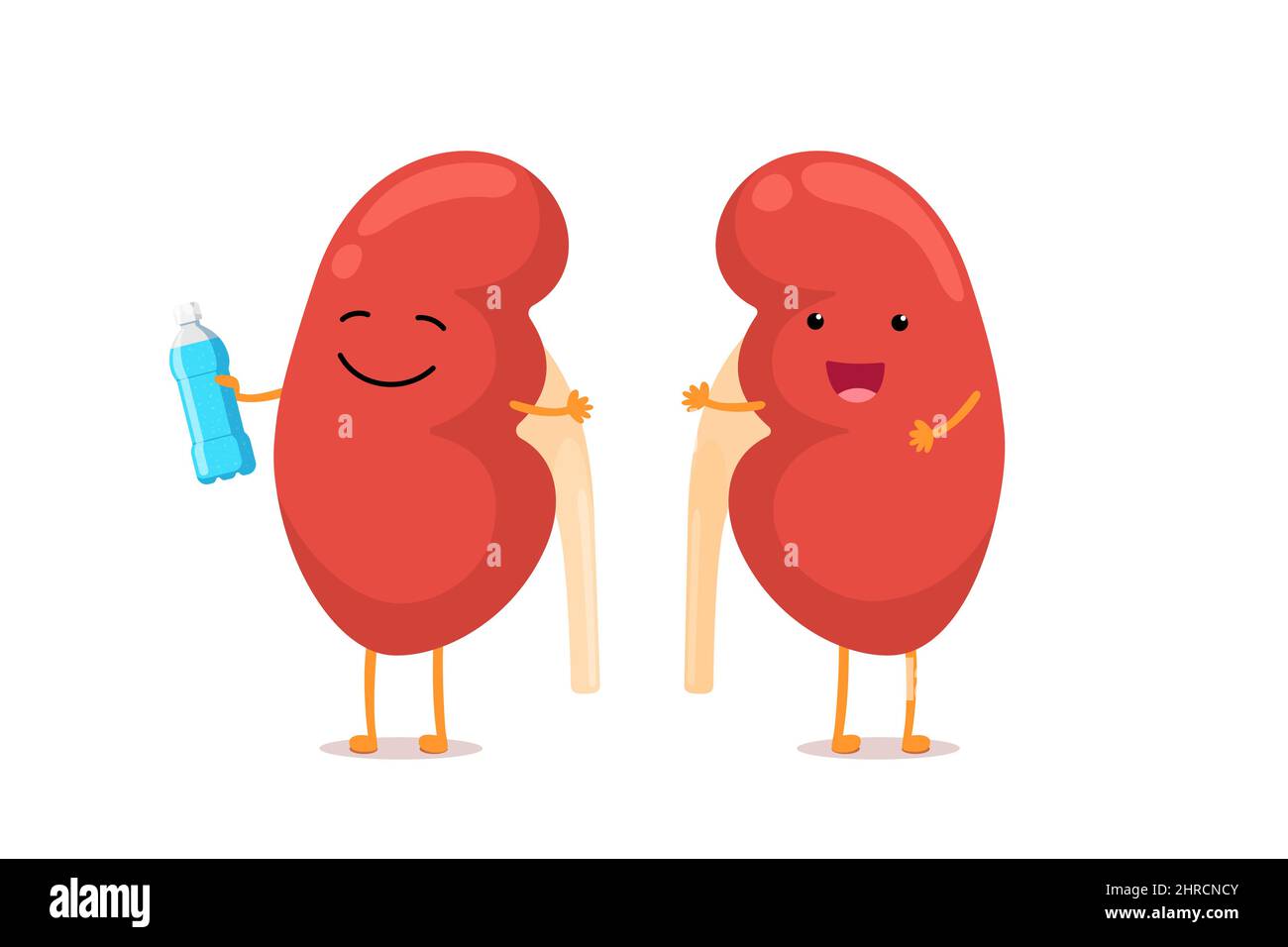 Cute cartoon smiling healthy kidney character with water bottle. Human ...