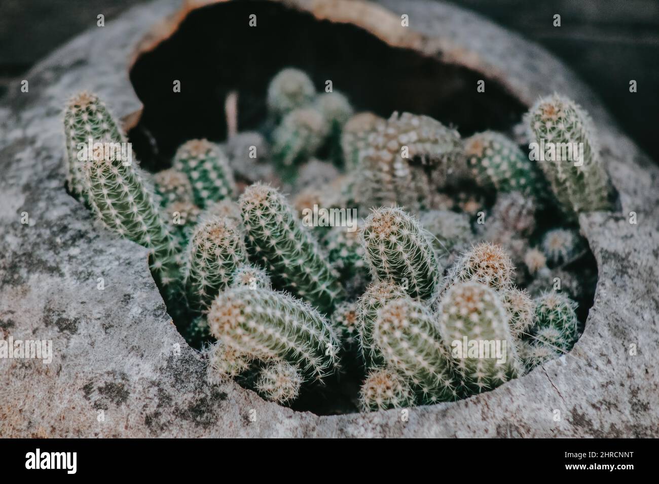 Small slit hi-res stock photography and images - Alamy