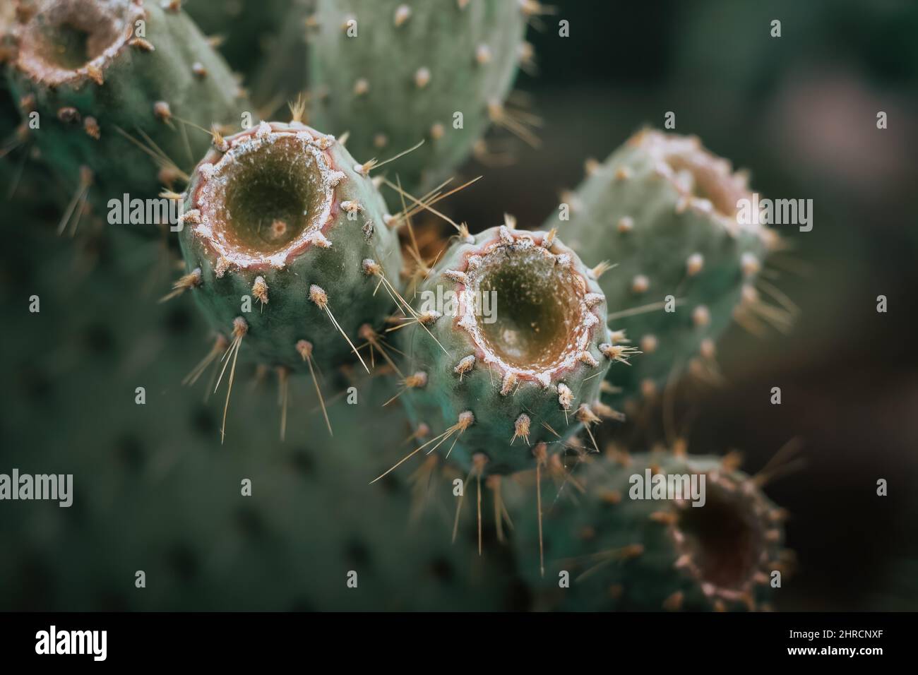 Holes on cactus hi-res stock photography and images - Alamy