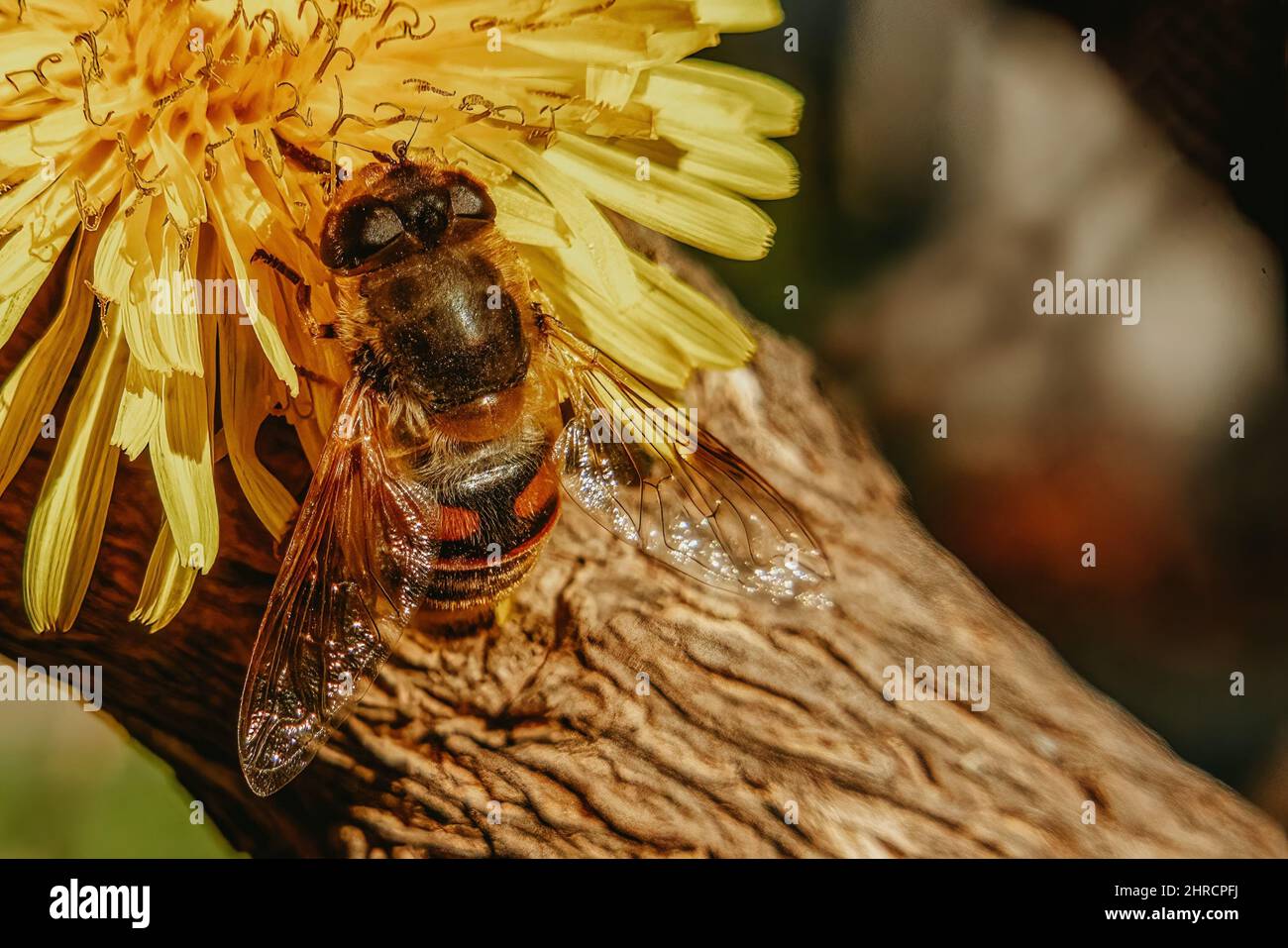 Top view of the bee standing on the branch of a tree near a yellow ...