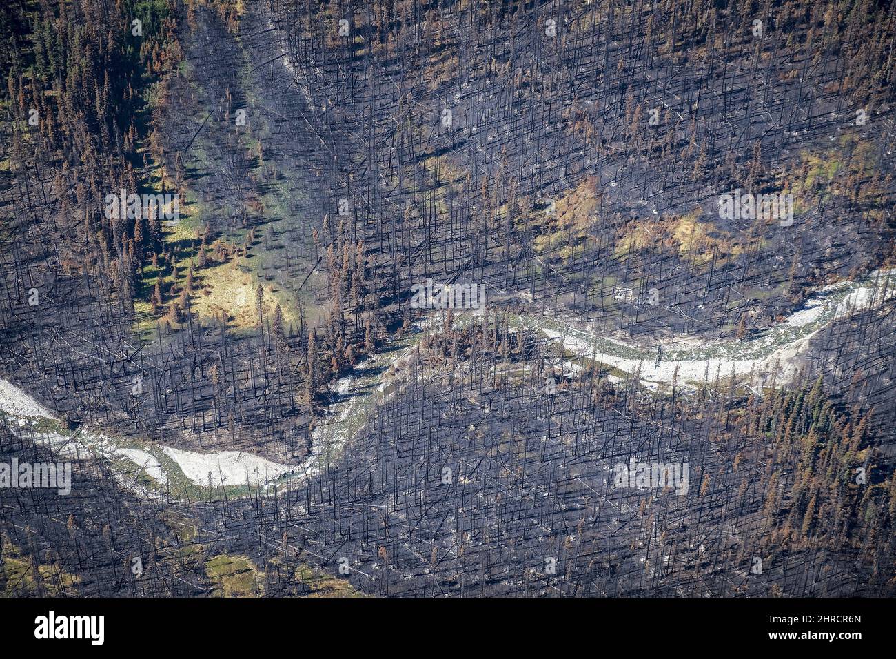 Burned trees seen during an aerial tour of the Verdant Creek Wildfire ...