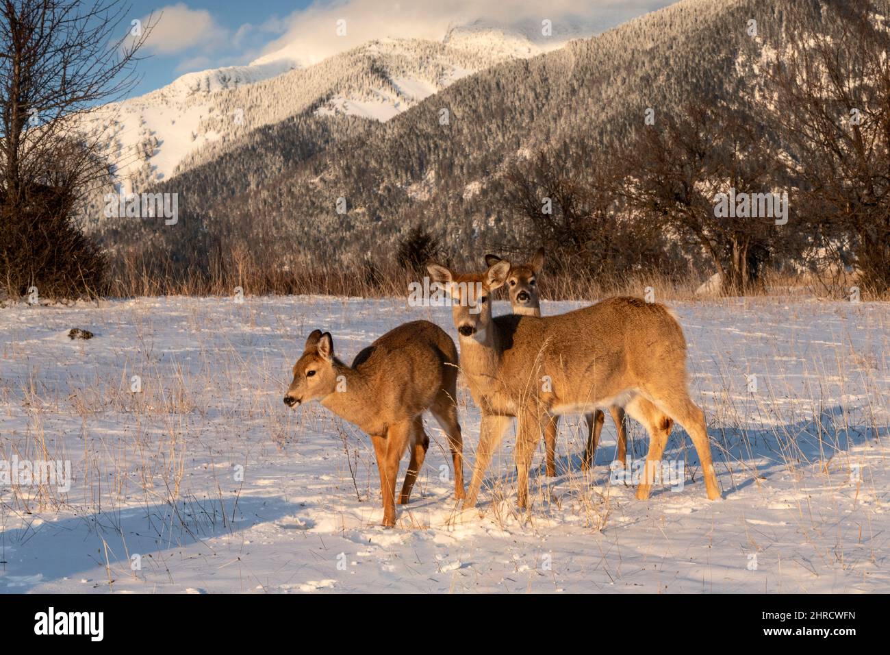 Whitetail Deer, Montana Stock Photo - Alamy