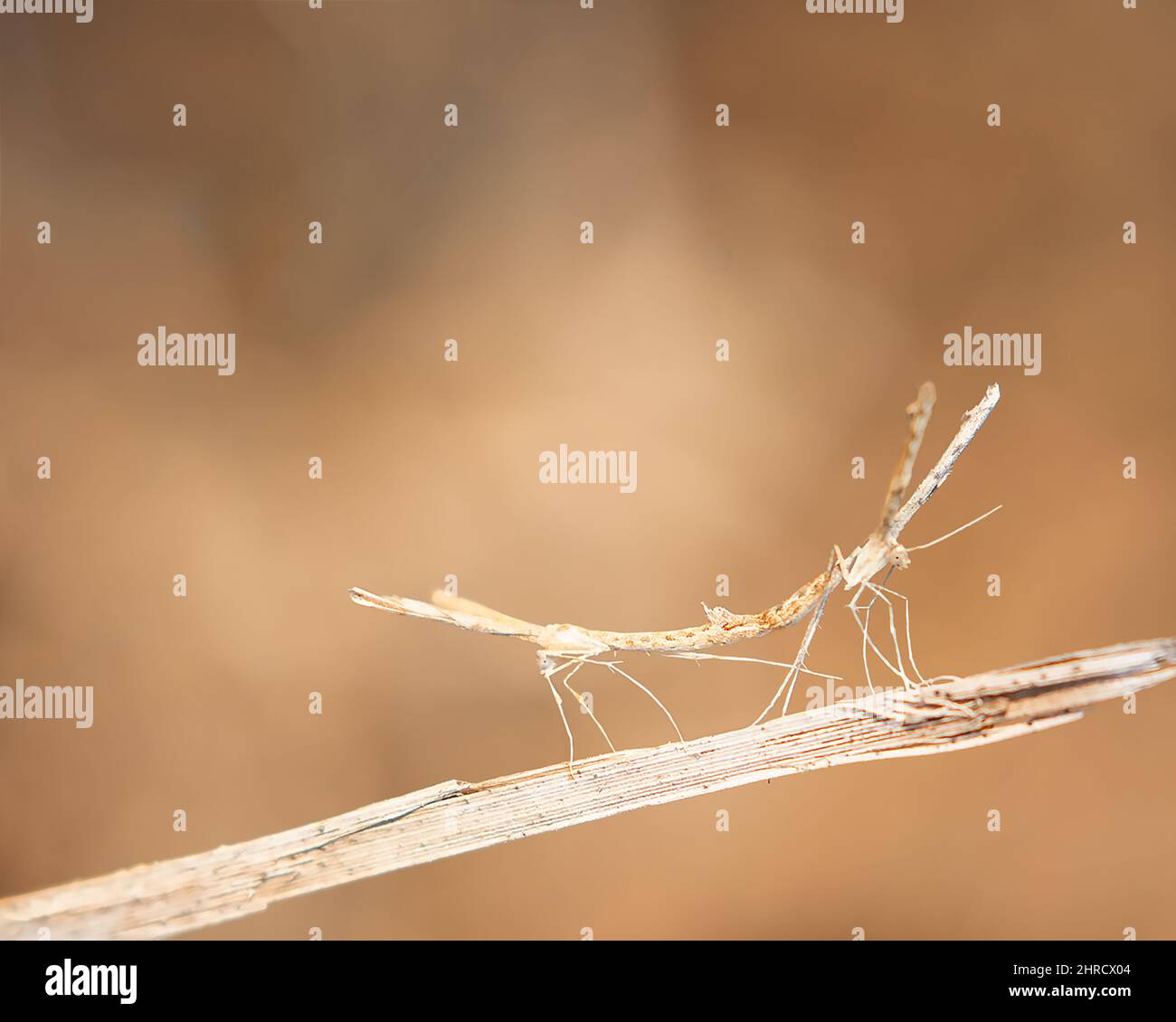Lovemaking pair of Walking Stick Insect on a stick Stock Photo - Alamy