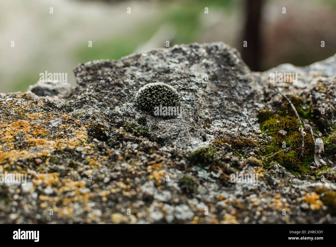 Shot of small random plants growing in a dry ground Stock Photo - Alamy
