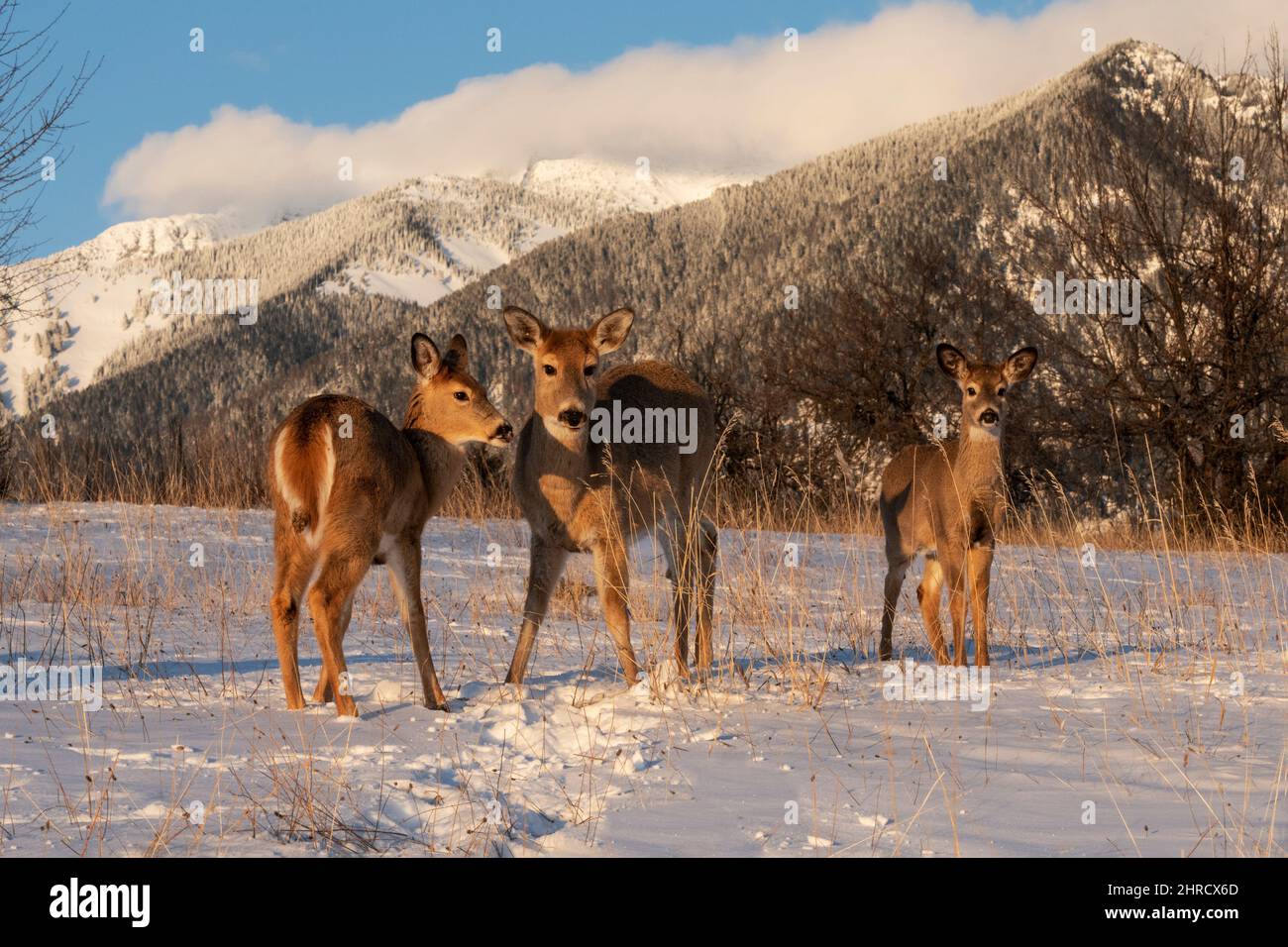 Whitetail Deer, Montana Stock Photo - Alamy