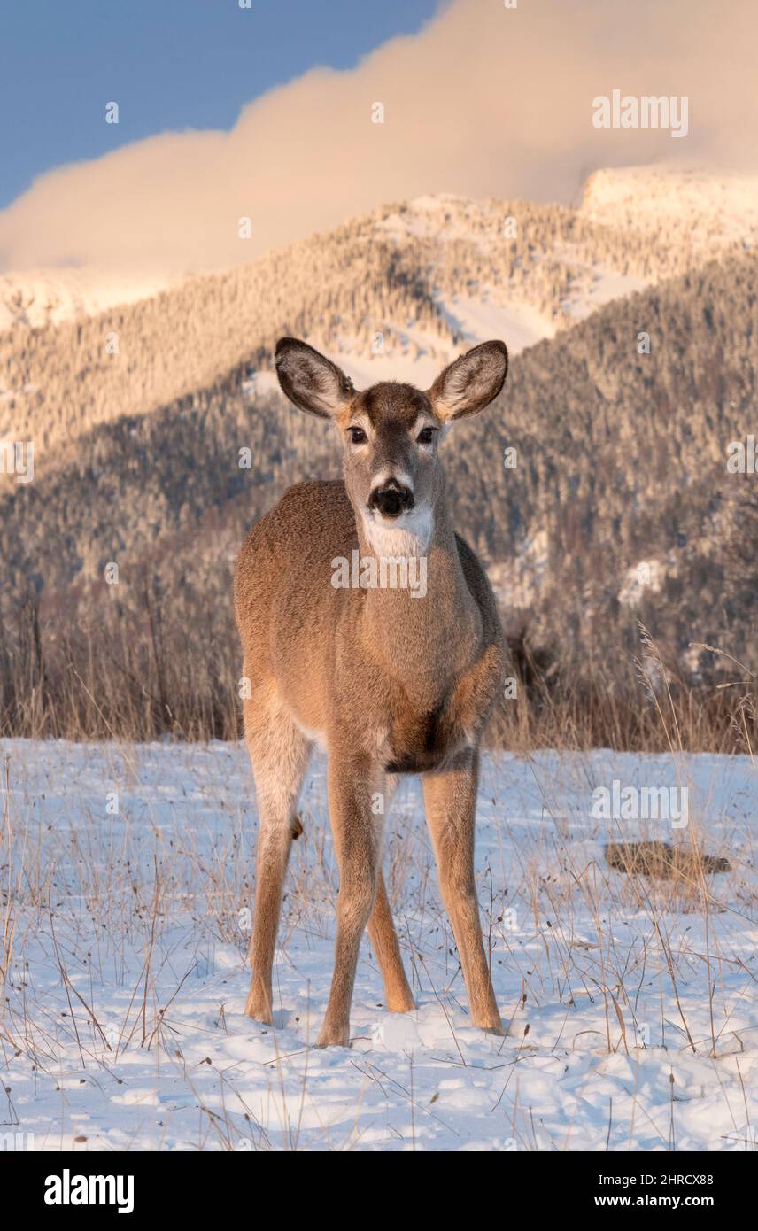 Whitetail Deer, Montana Stock Photo - Alamy