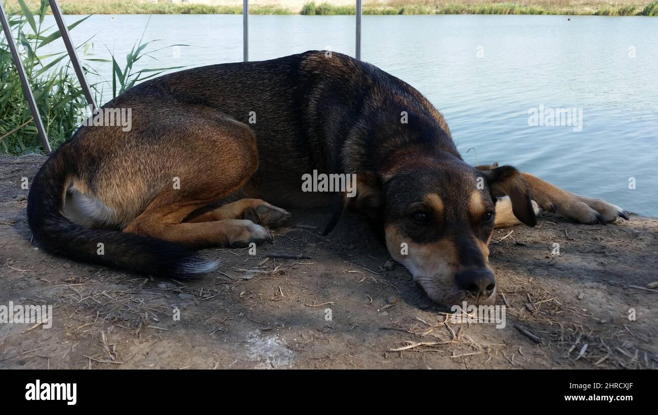 Cute brown dog laying on the shore of a lake Stock Photo - Alamy