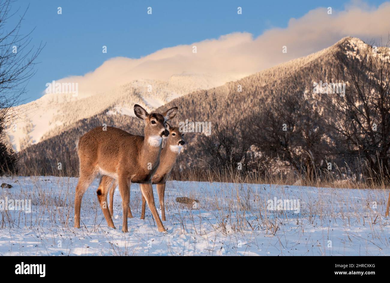 Whitetail Deer, Montana Stock Photo - Alamy